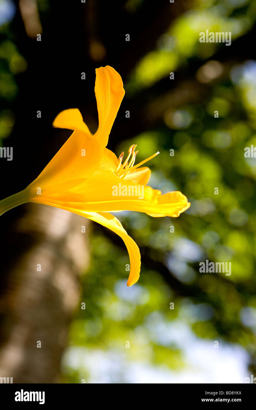 Single yellow lily growing in a garden Stock Photo - Alamy
