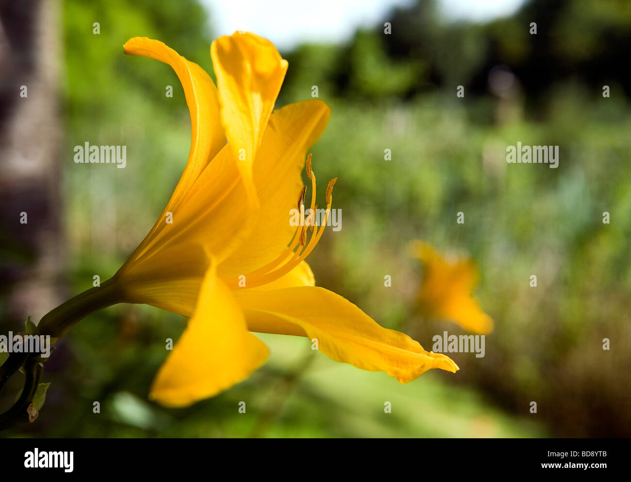 Single yellow lily growing in a garden Stock Photo - Alamy