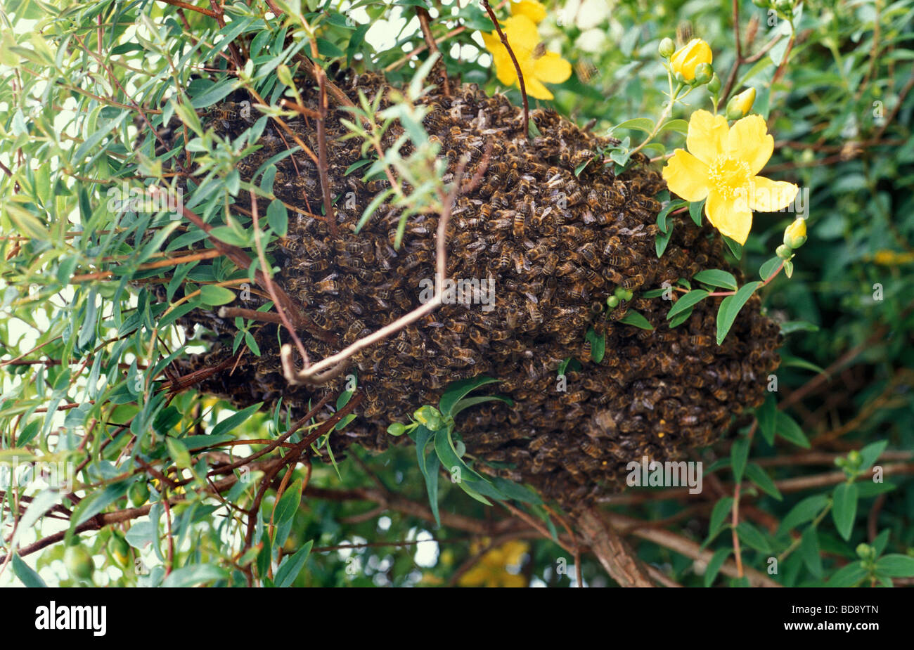 A swarm of bees in a bush being collected by a bee keeper Stroud ...