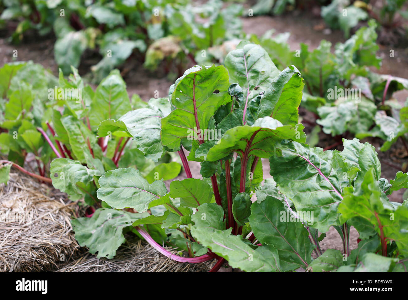 Beet greens hi-res stock photography and images - Alamy