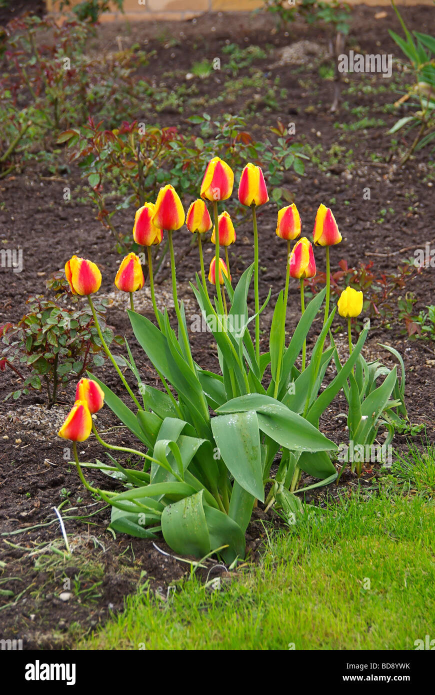 Tulpe tulip 47 Stock Photo - Alamy
