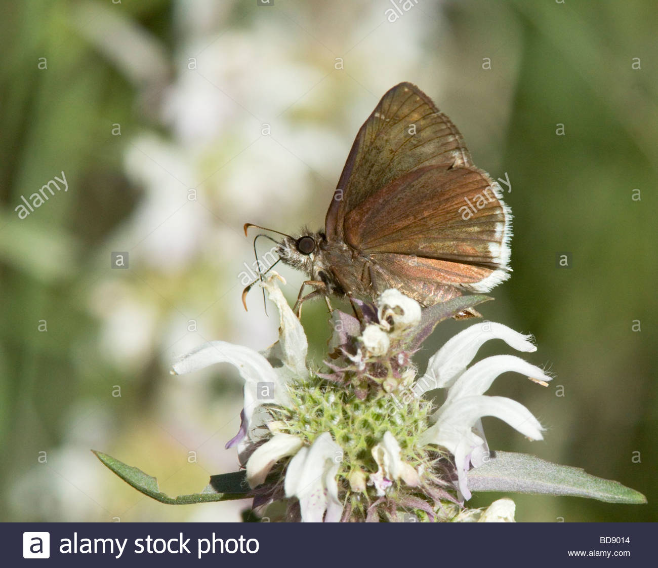 Duskywing High Resolution Stock Photography and Images - Alamy