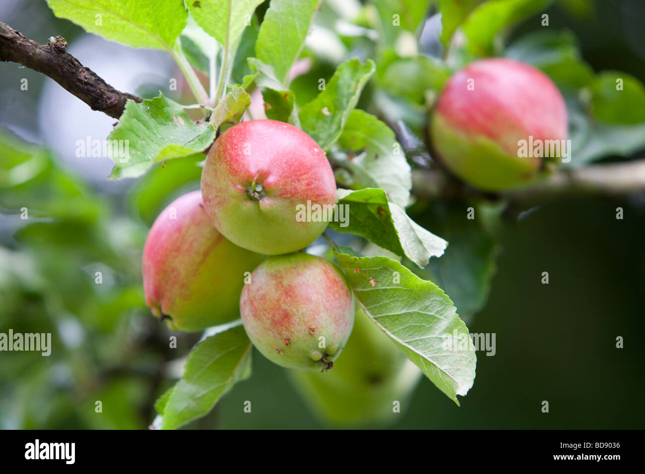 An apple tree with apples Stock Photo - Alamy