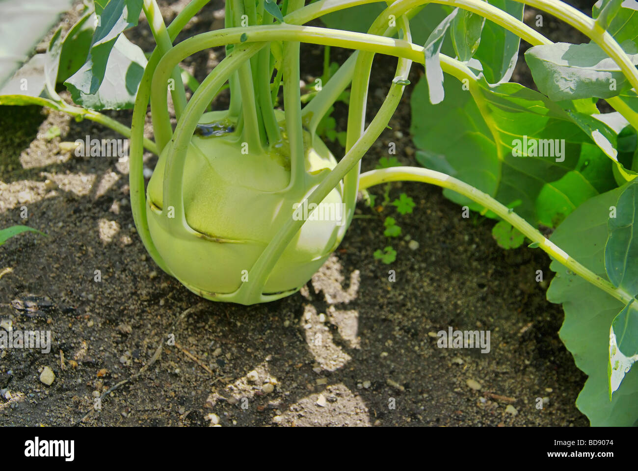 Kohlrabi turnip cabbage 01 Stock Photo - Alamy