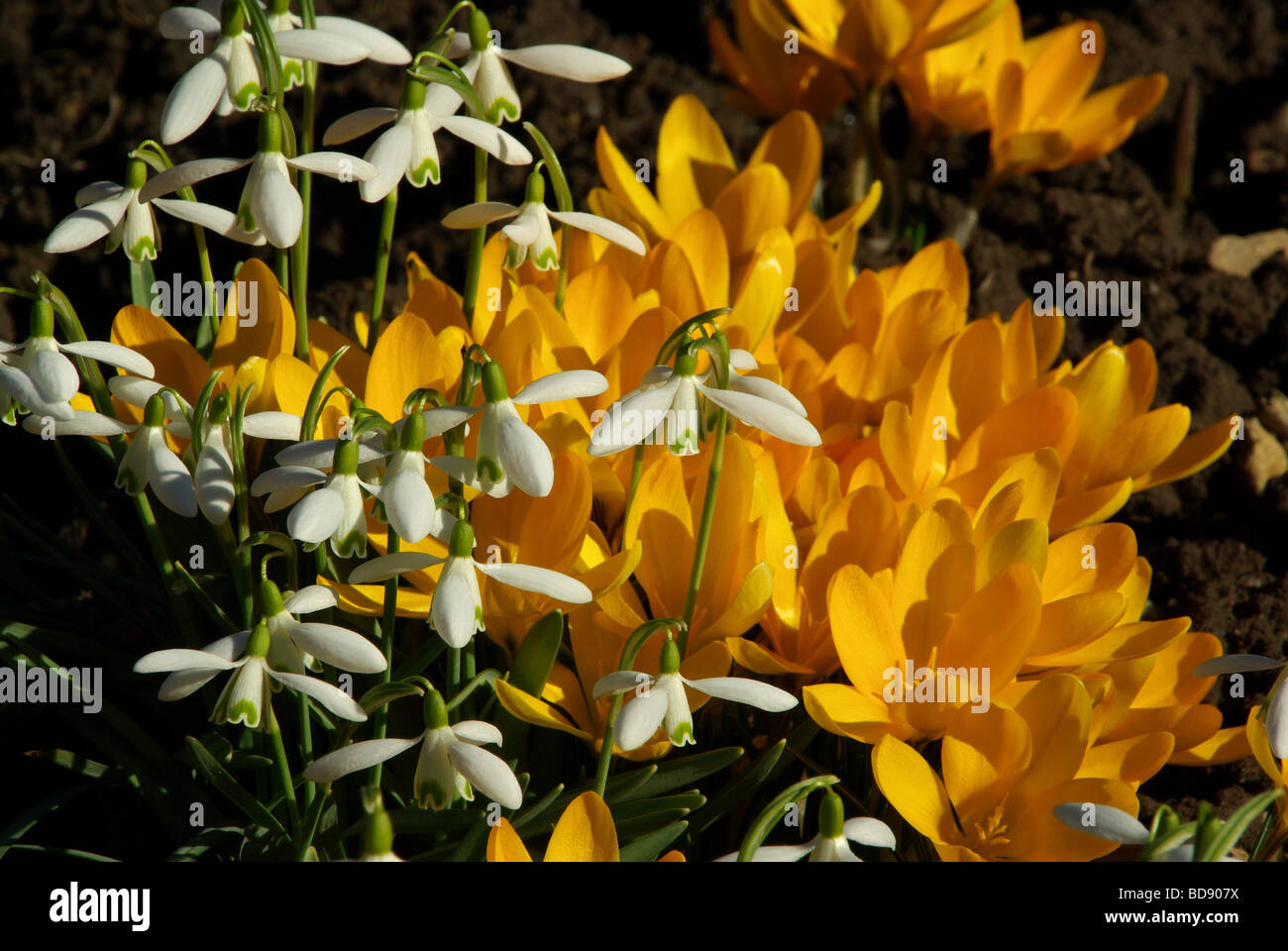 Weiss krokus hi-res stock photography and images - Alamy