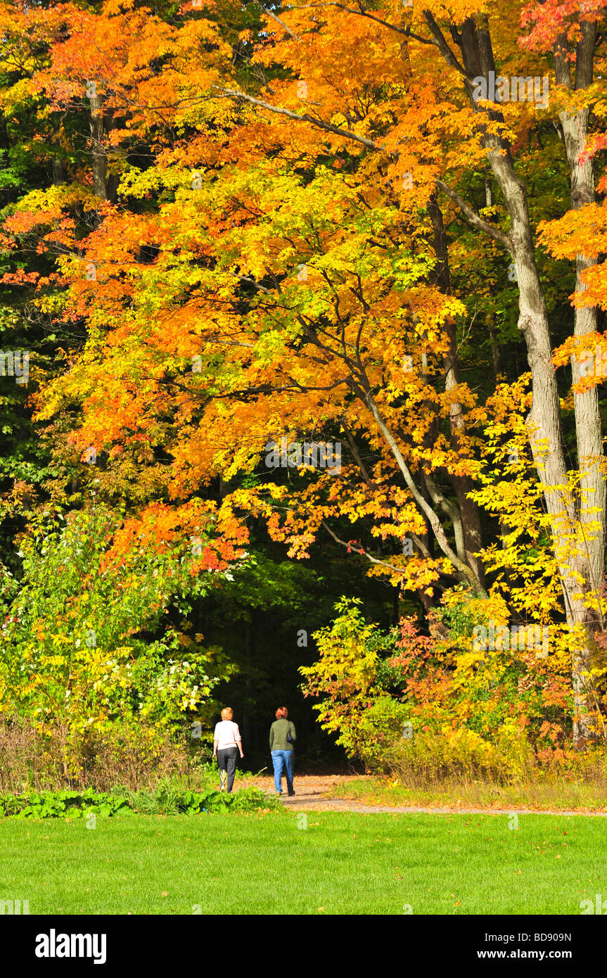 Beautiful maple tree with red foliage in early fall Stock Photo - Alamy