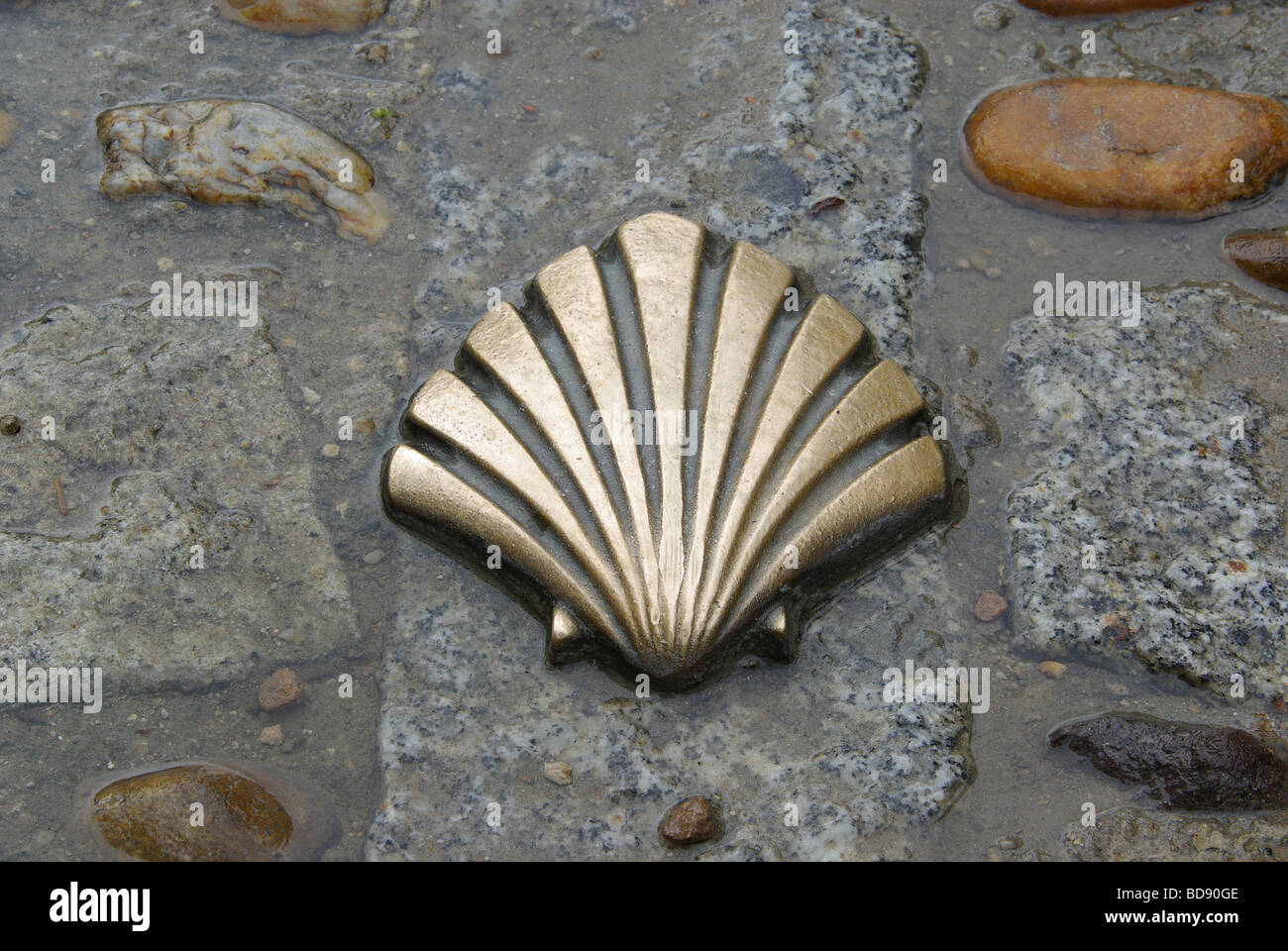 St james shell hi-res stock photography and images - Alamy