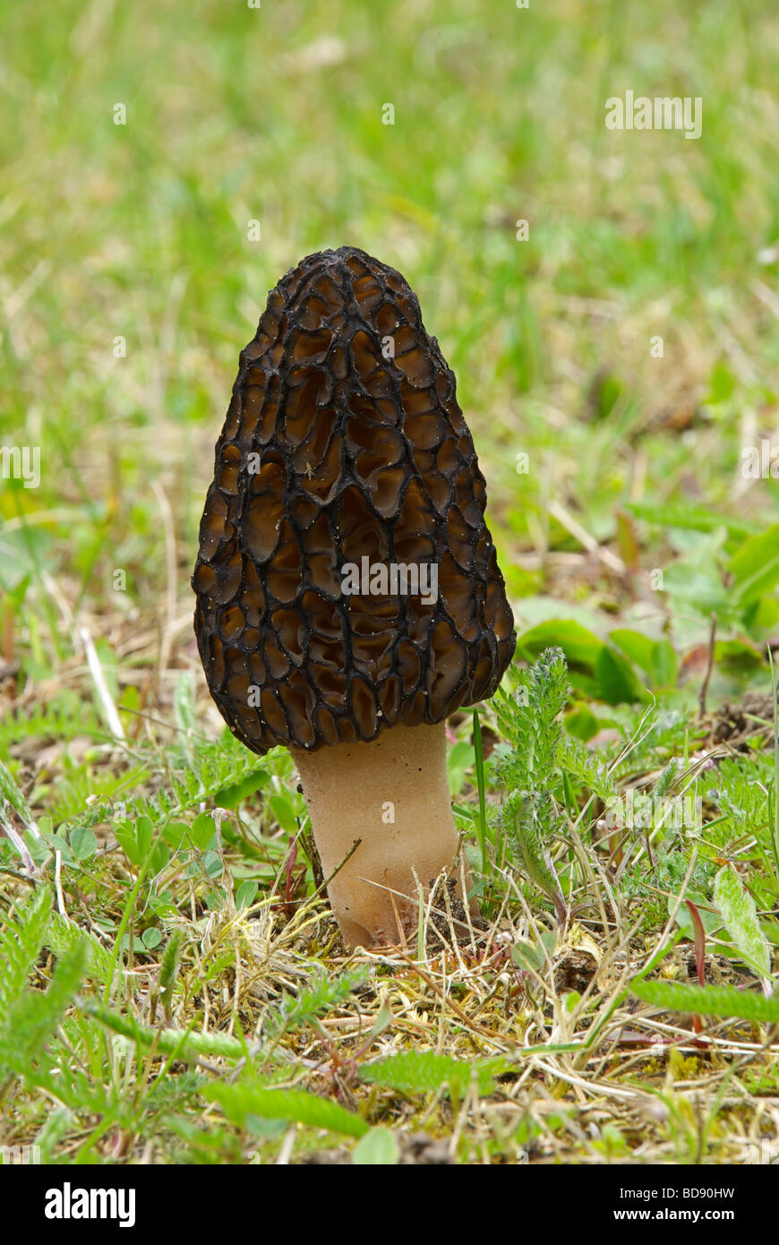 Morchel Stock Photos & Morchel Stock Images - Alamy