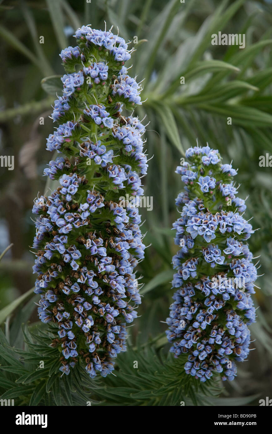 Blue flowers on the Dragon Tree Dragaena Drago Dragaenaceae Agavaceae ...