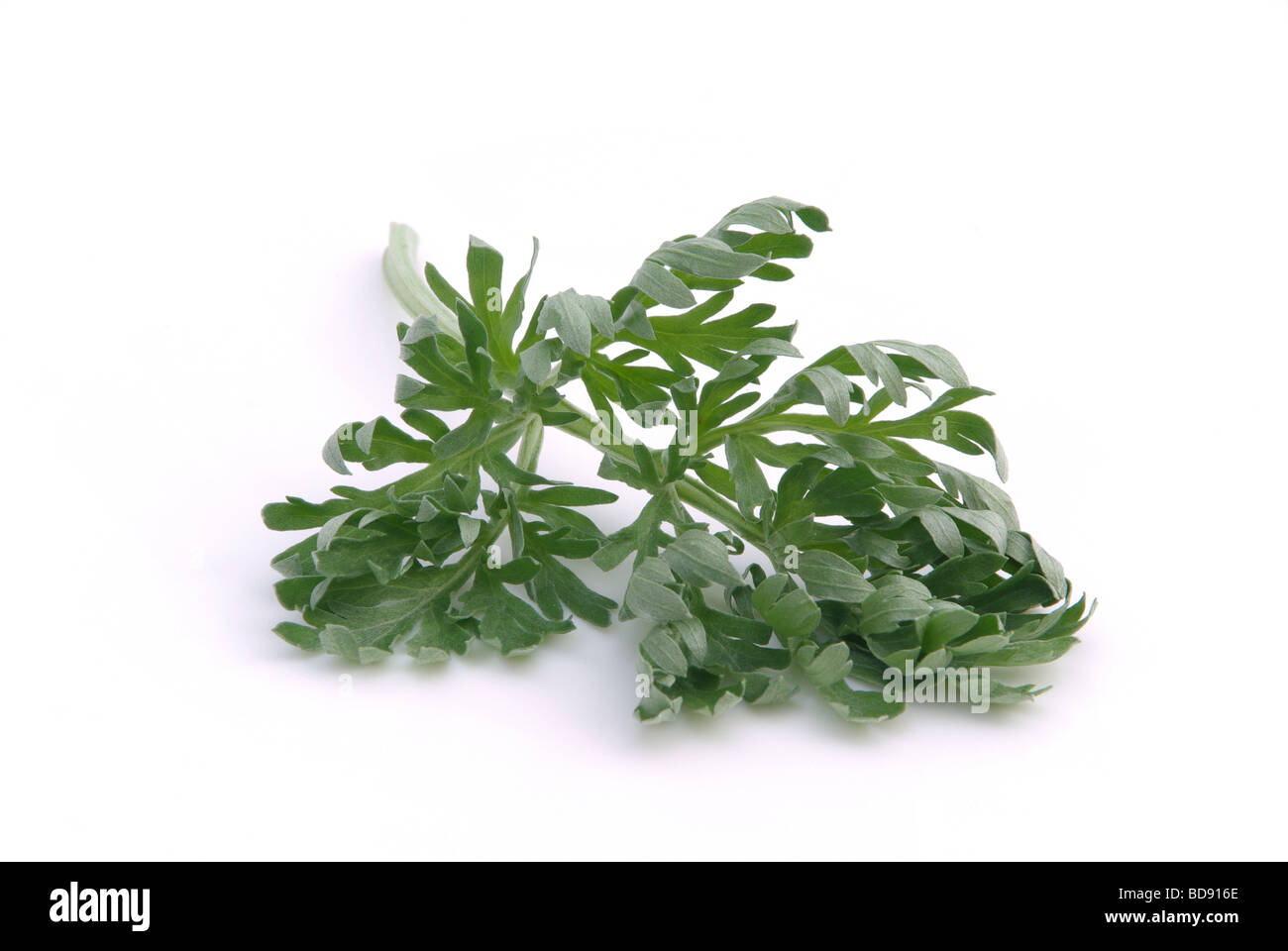 Absinthe wormwood hi-res stock photography and images - Alamy
