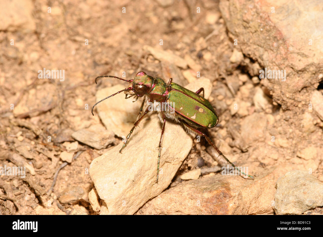 Green tiger beetle Cicindela campestris Cicindelidae UK Stock Photo - Alamy