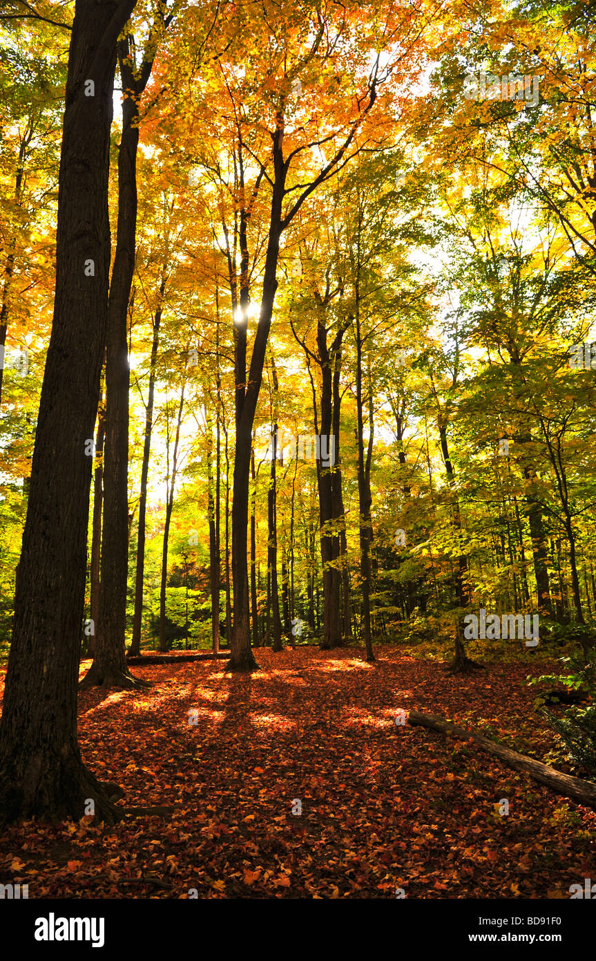 Tall forest trees reach sky hi-res stock photography and images - Alamy