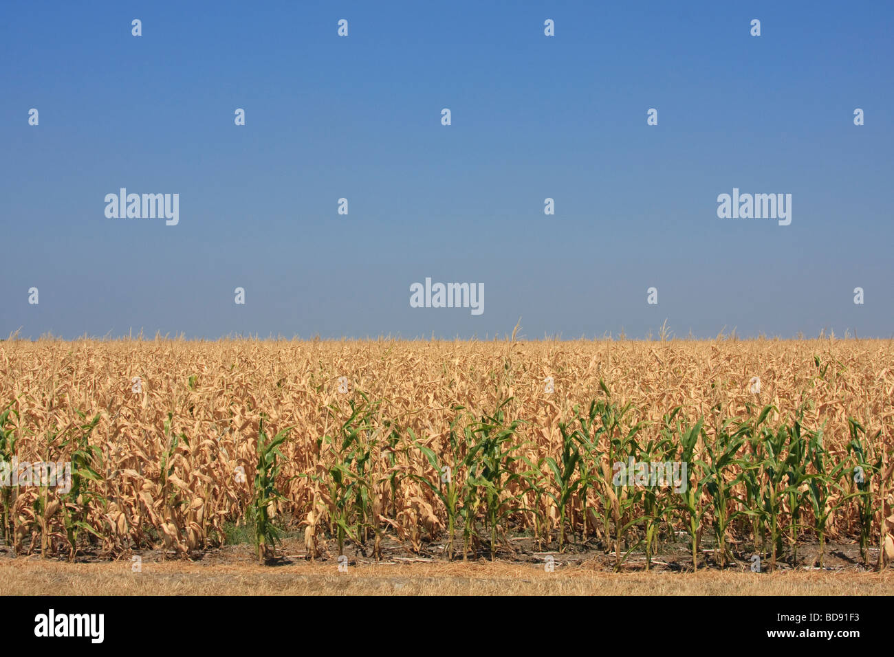 Corn lost crop hi-res stock photography and images - Alamy