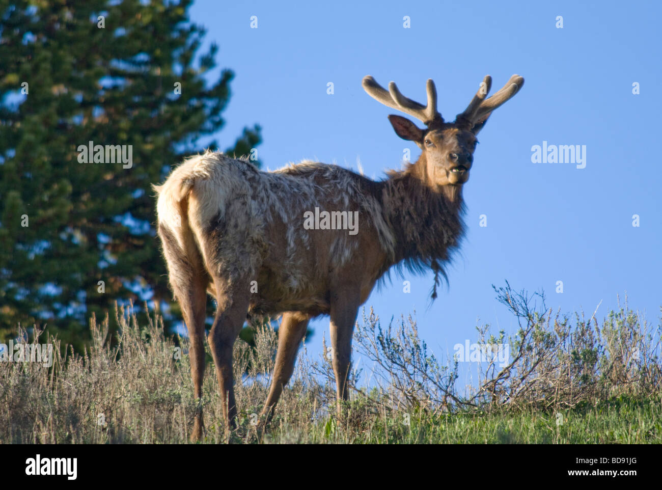 Yellowstone national park wapiti hi-res stock photography and images - Alamy