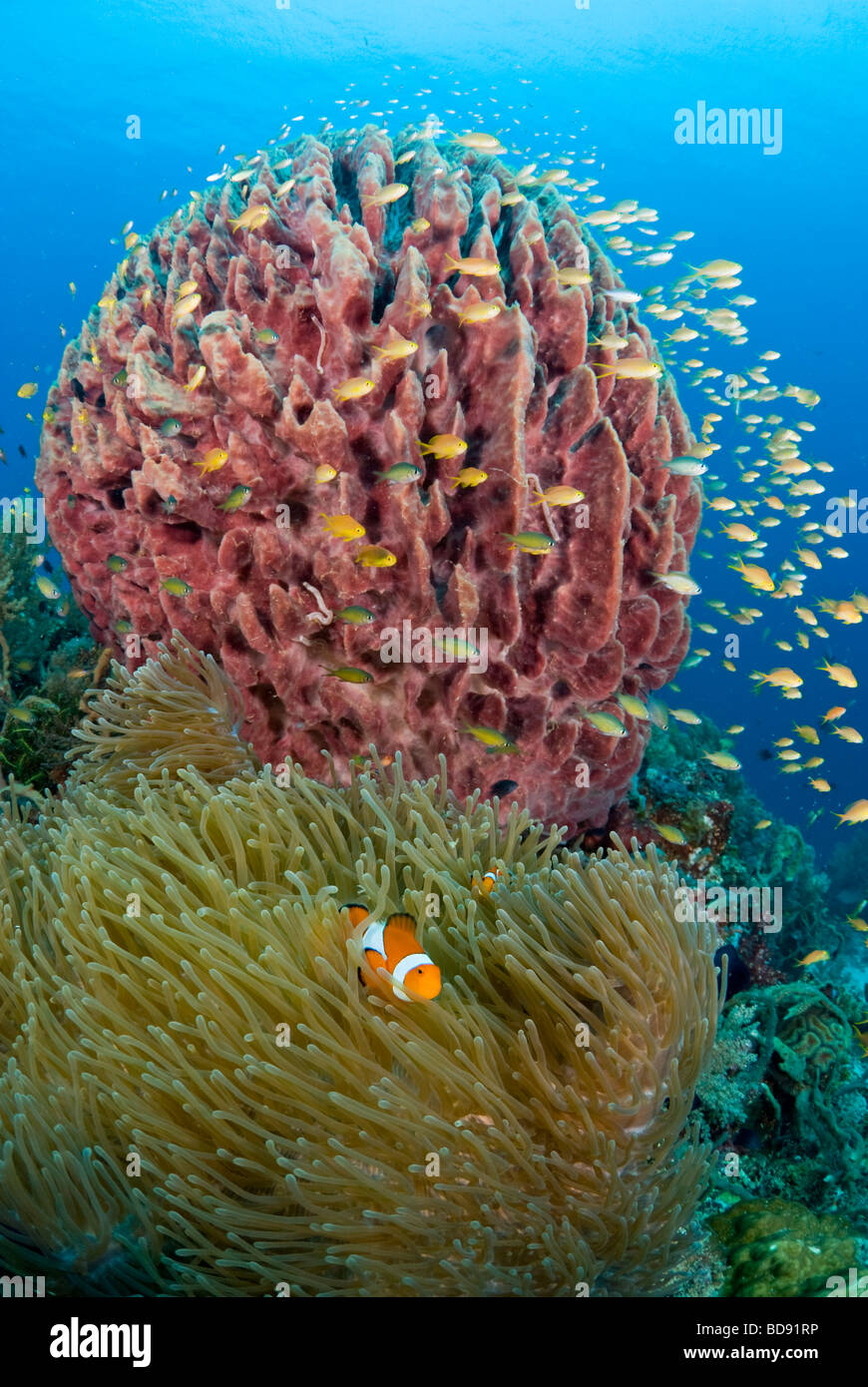 Sponge and sea anemone, Cabilao, Philippines Stock Photo - Alamy
