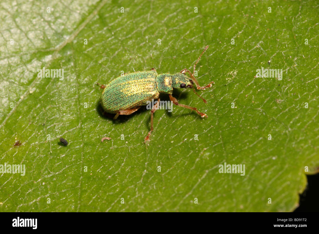Weevil Phyllobius argentatus Curculionidae on birch UK Stock Photo - Alamy