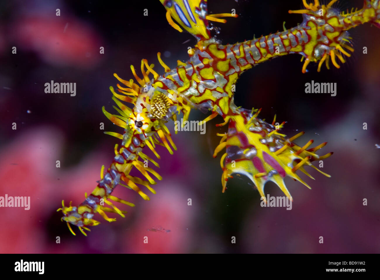 Ornate ghostpipe fish,Cabilao, Philippines Stock Photo - Alamy