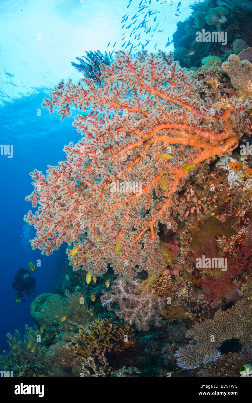 Philippines underwater coral reef fish hi-res stock photography and ...