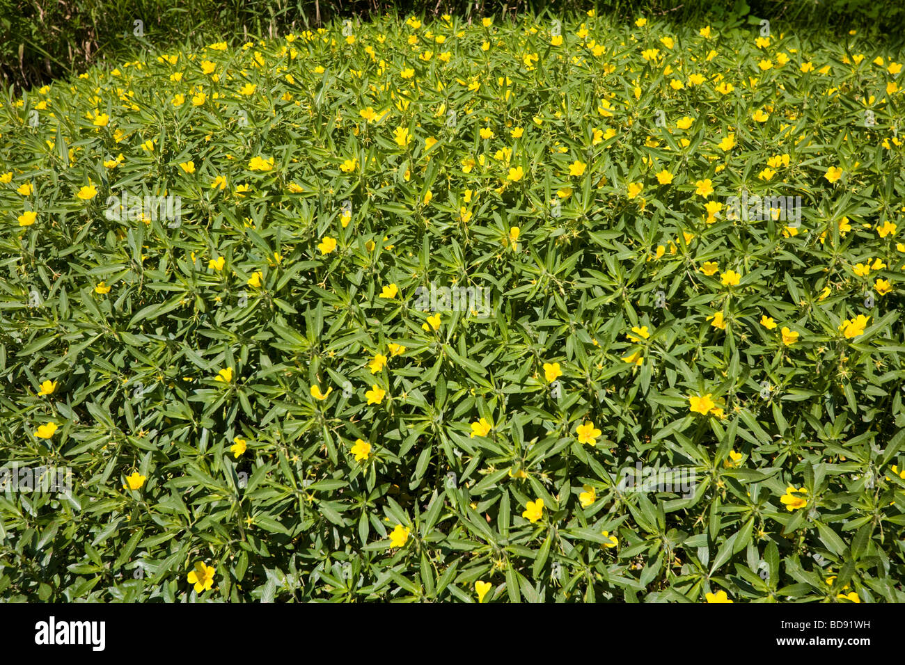 Large flower Primrose (Ludwigia grandiflora) alongside the Allier river ...
