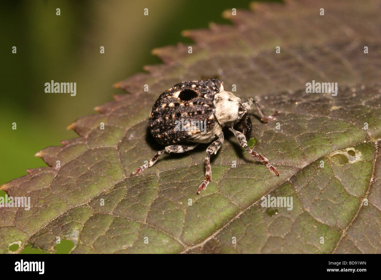 Figwort hi-res stock photography and images - Alamy