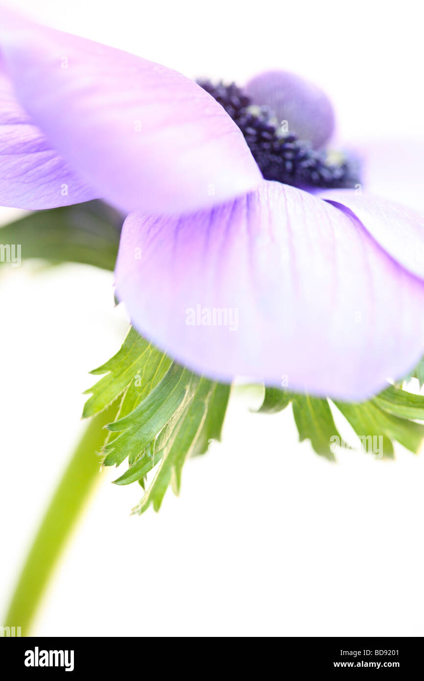 Anemone Leaves High Resolution Stock Photography and Images - Alamy
