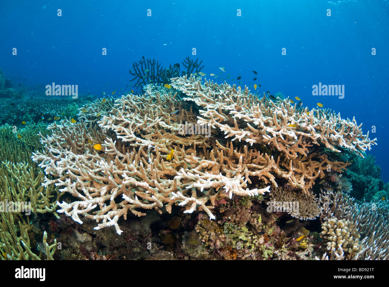 Philippines underwater coral reef fish hi-res stock photography and ...