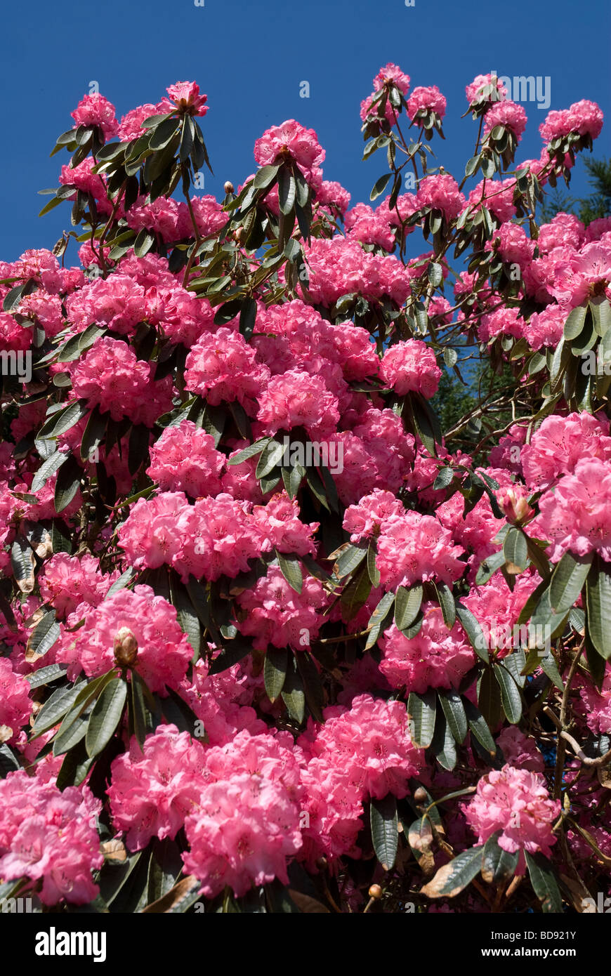 Pink rhodedendron hi-res stock photography and images - Alamy