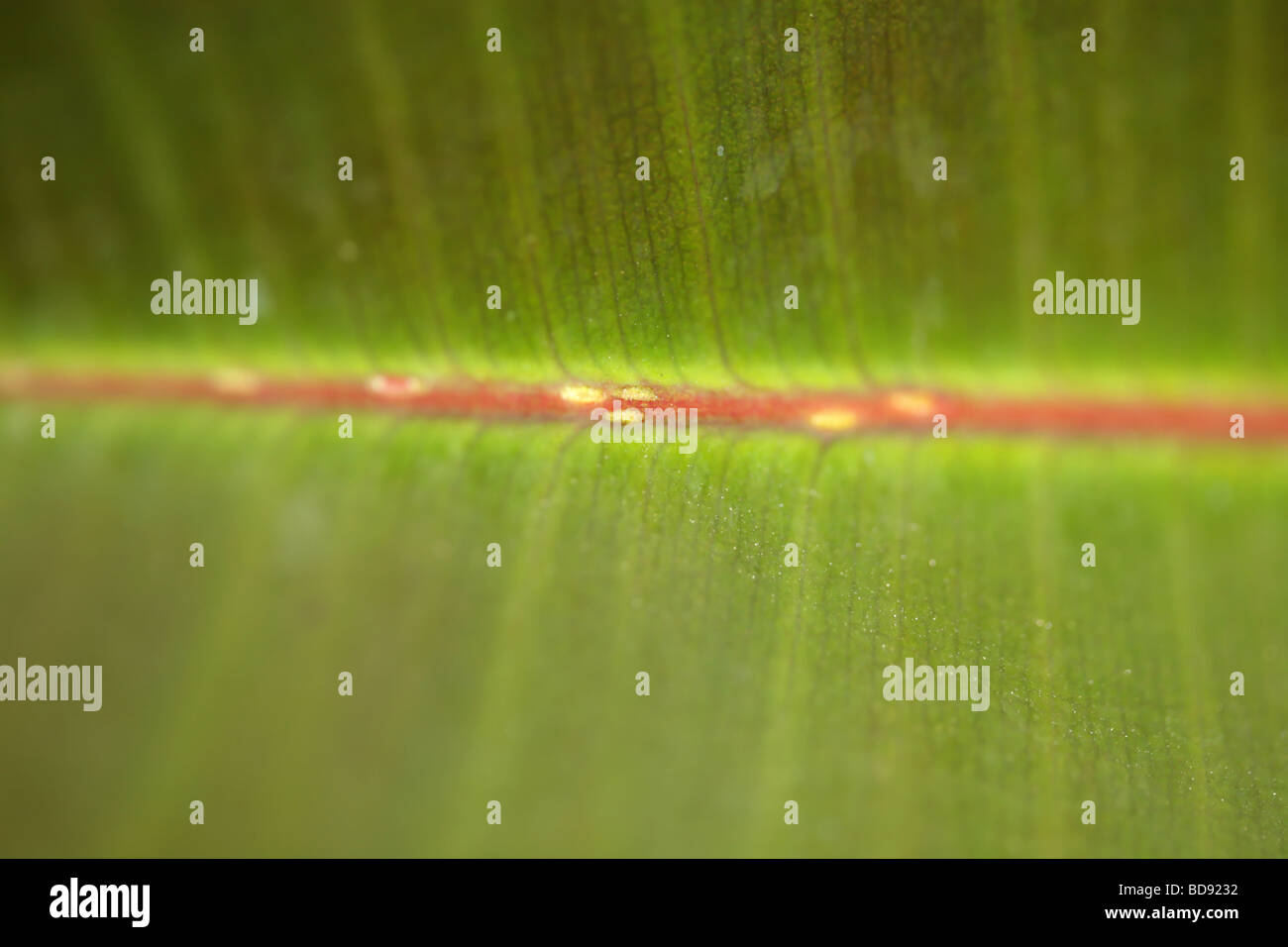 Macro abstract shot hi-res stock photography and images - Alamy