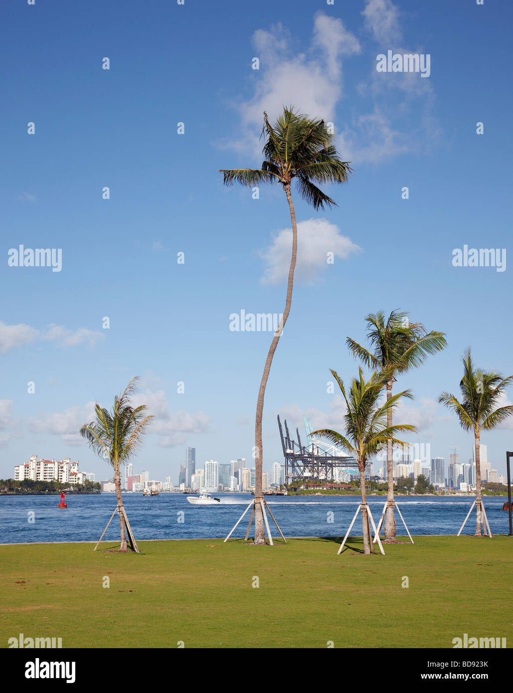 supported palm trees with a view of Downtown Miami Stock Photo - Alamy