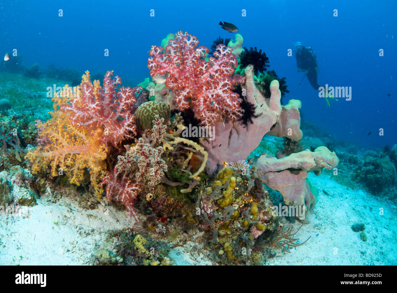 Philippines underwater coral reef fish hi-res stock photography and ...