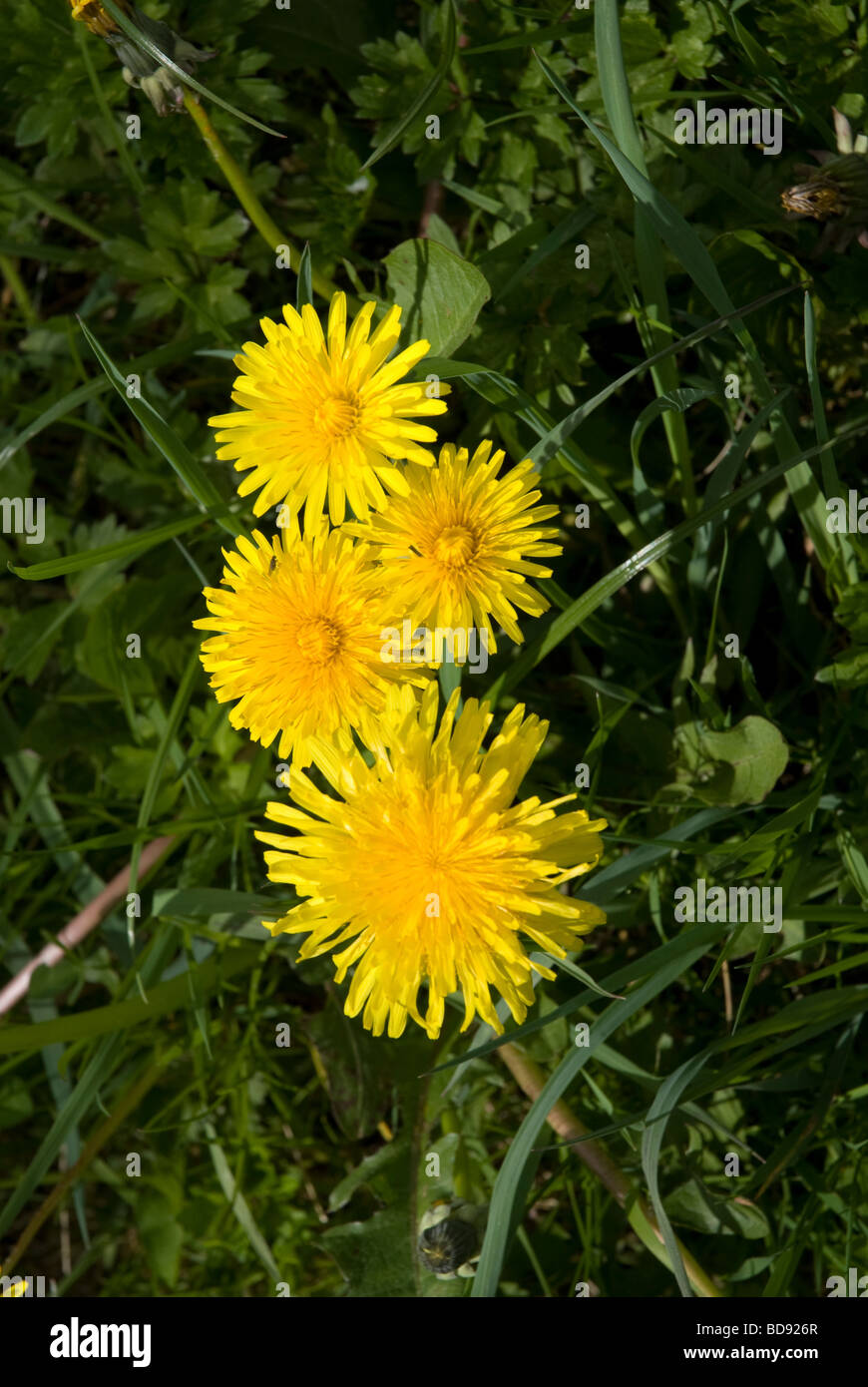 Yellow flowering common dandelions London UK Stock Photo - Alamy
