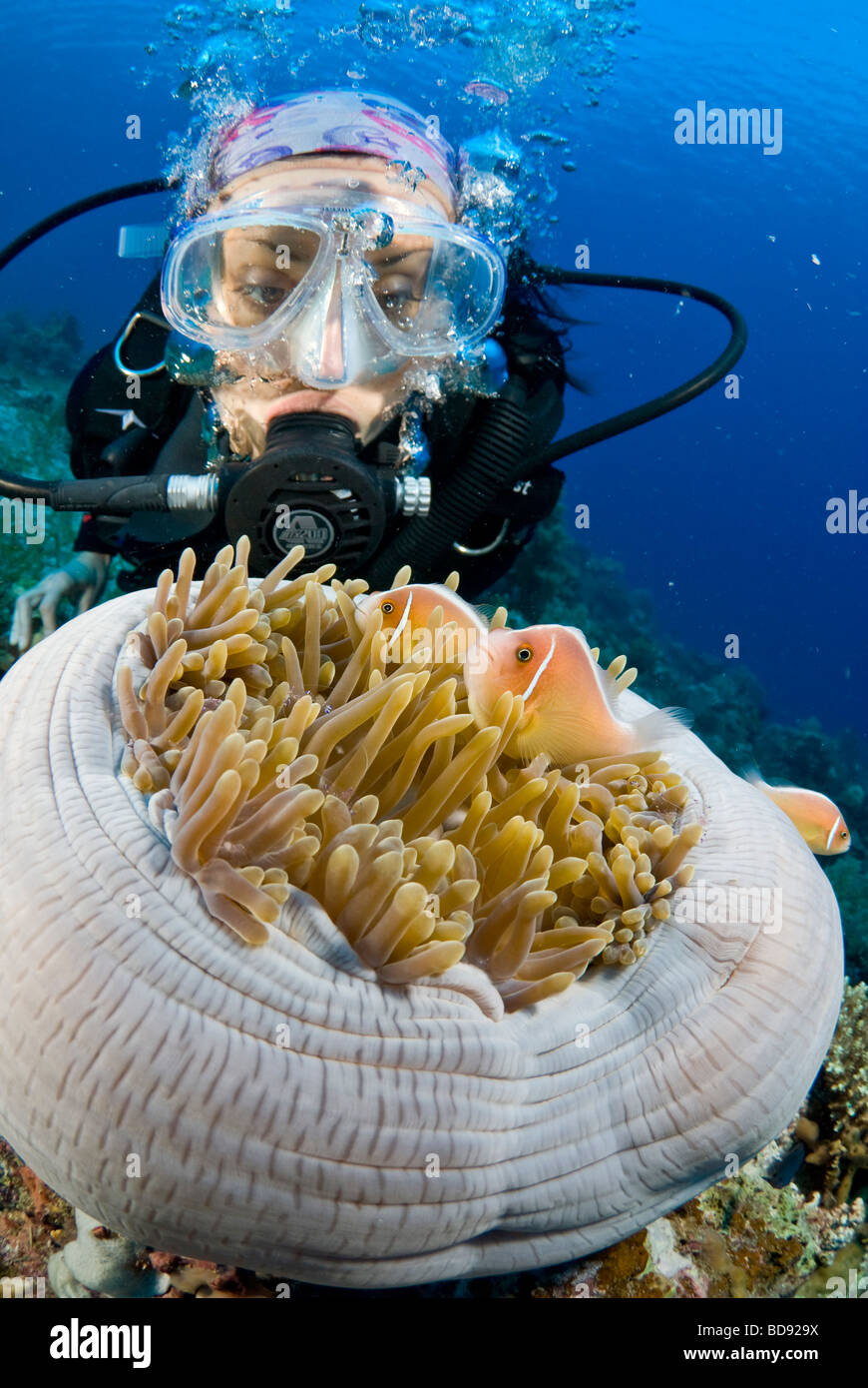 Symbiotic behavior hi-res stock photography and images - Alamy