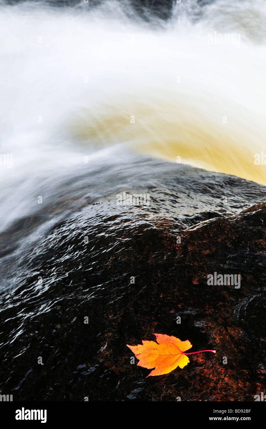 White water river with floating fall maple leaf Stock Photo - Alamy