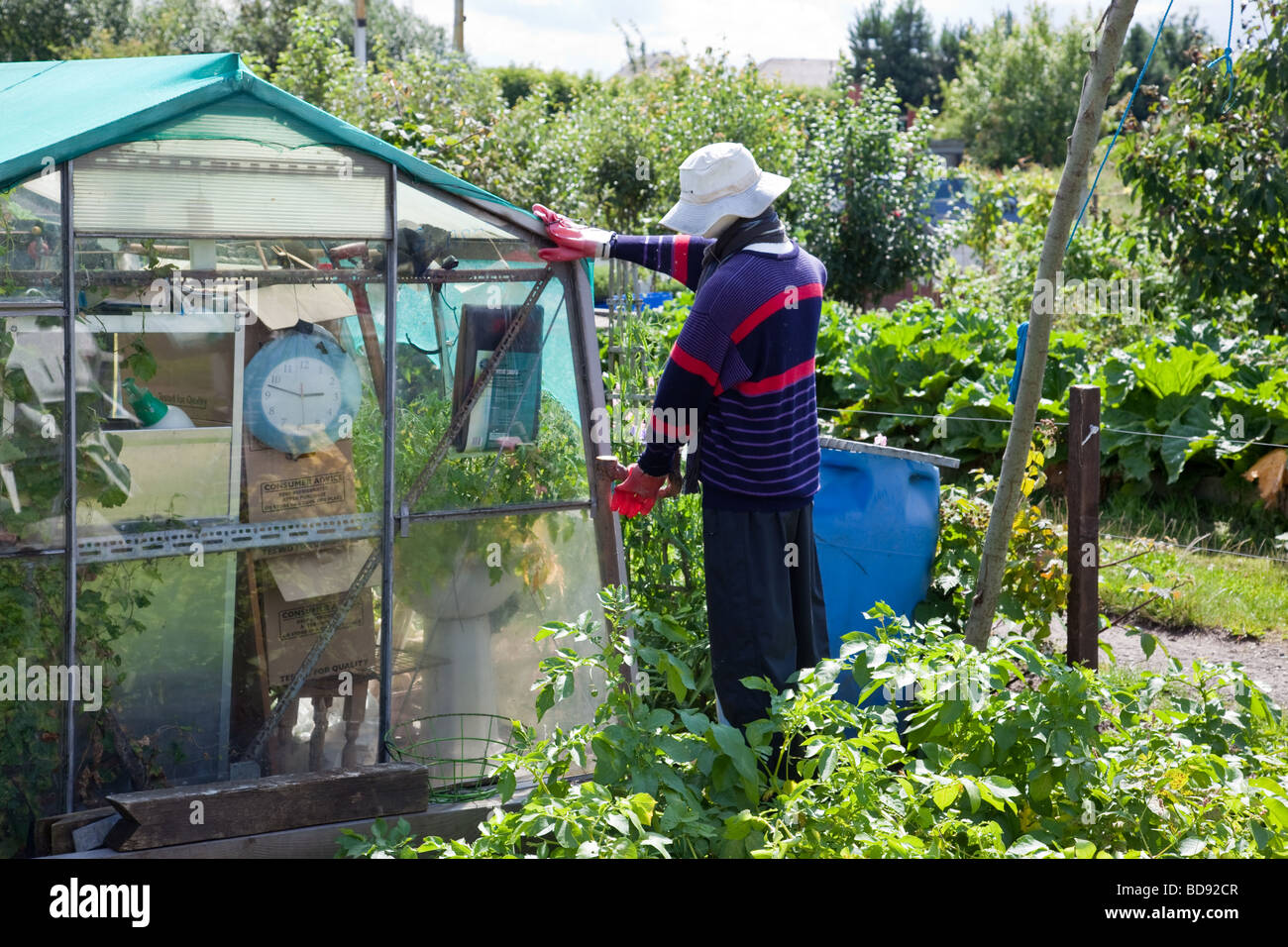 Realistic scarecrow with arm on greenhouse on allotment Stock Photo - Alamy