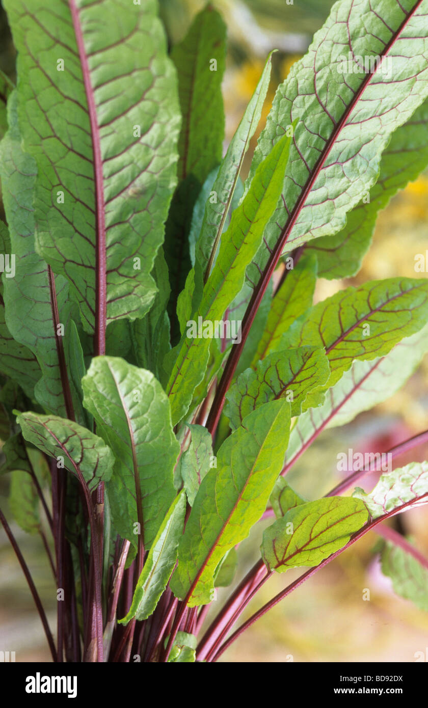 red veined sorrel dock Rumex sanguineus syn Rumex condylodes Rumex ...