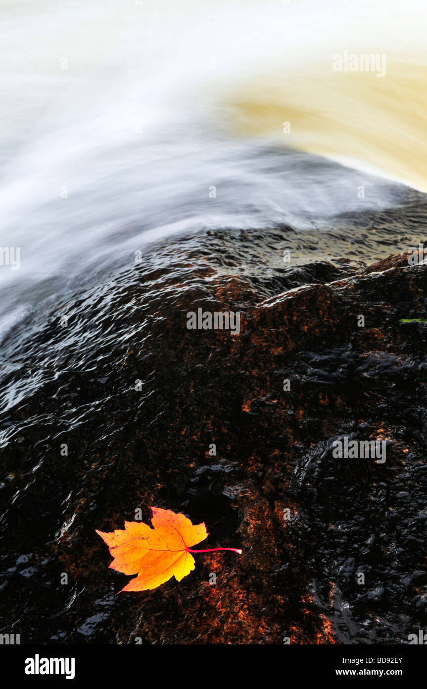 White water river with floating fall maple leaf Stock Photo - Alamy