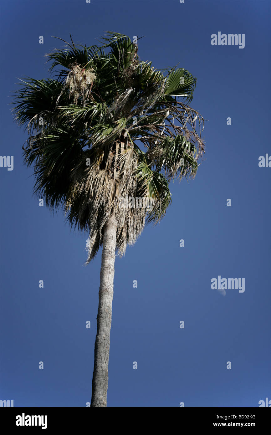 Palm tree with moon hi-res stock photography and images - Alamy