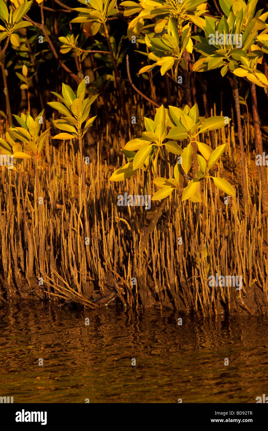 Mangrove Shoots High Resolution Stock Photography and Images - Alamy