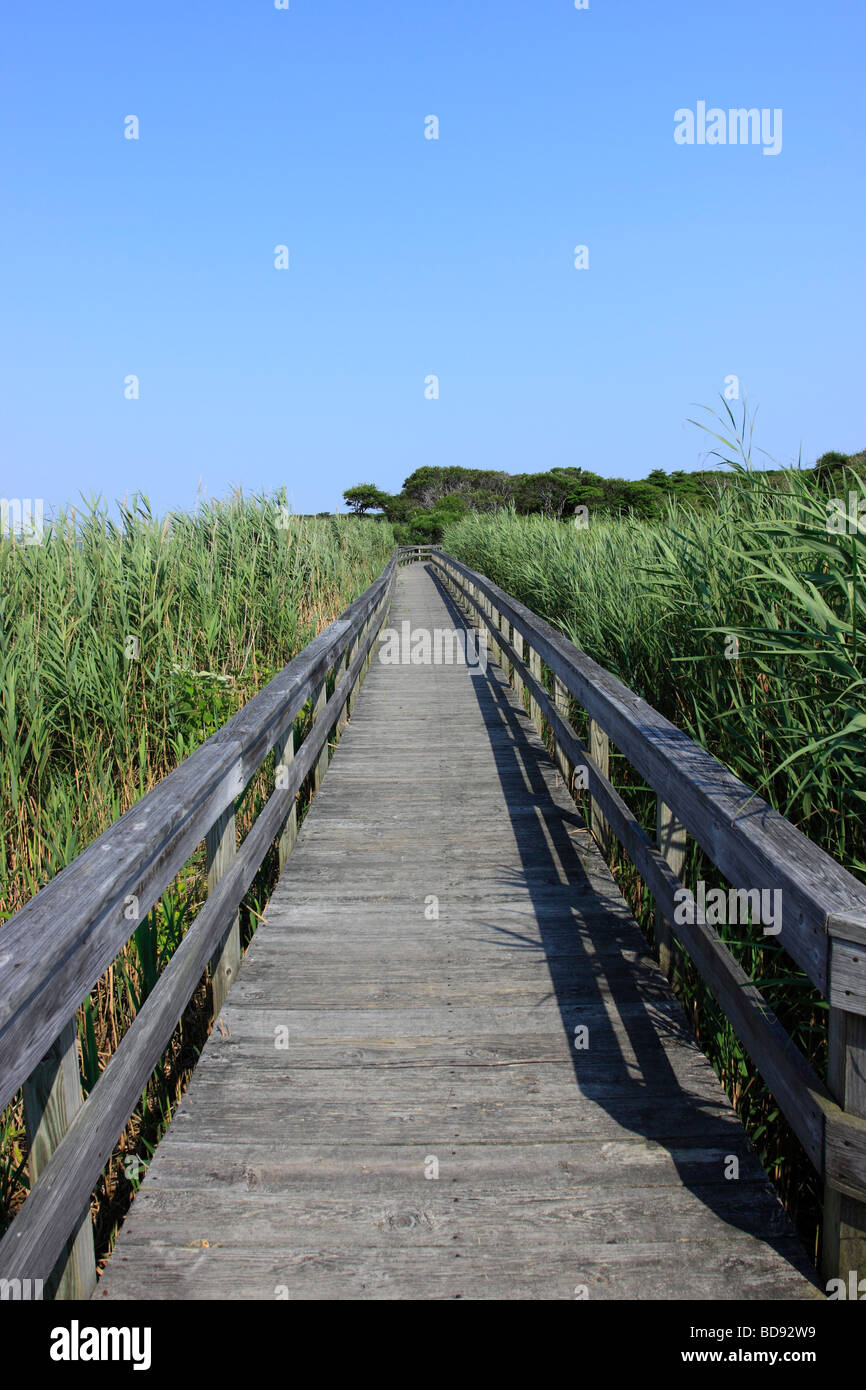 Sunken forest long island hi-res stock photography and images - Alamy