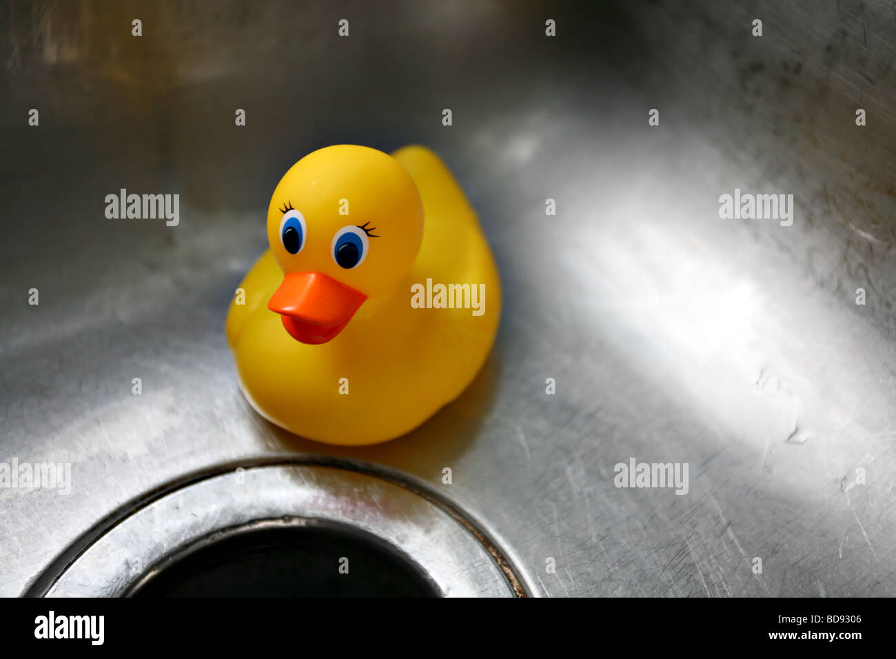 Duck in sink hi-res stock photography and images - Alamy