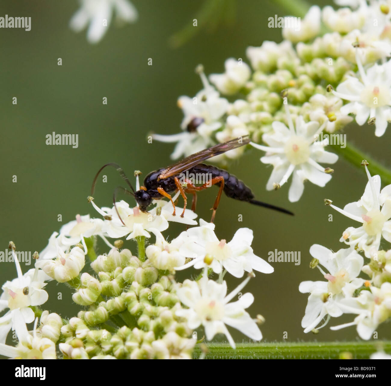 Lissonota sp hi-res stock photography and images - Alamy