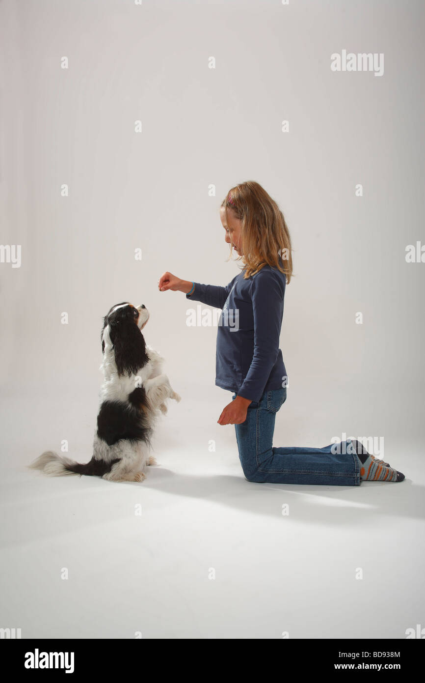 Girl with Cavalier King Charles Spaniel tricolour training trick with ...