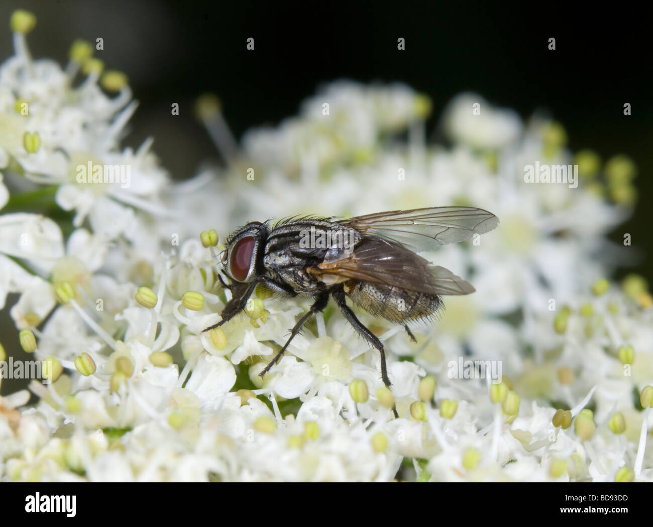 Phaonia hi-res stock photography and images - Alamy