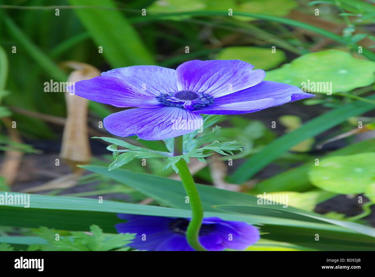 Anemone coronaria poppy flowers hi-res stock photography and images - Alamy