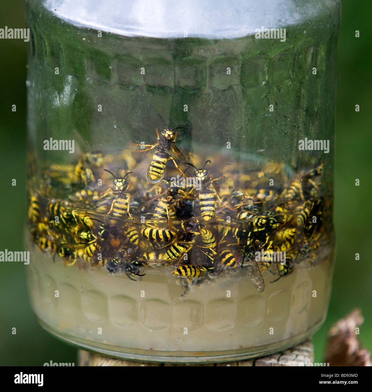 wasps caught in jar filled with sugar and water Stock Photo - Alamy