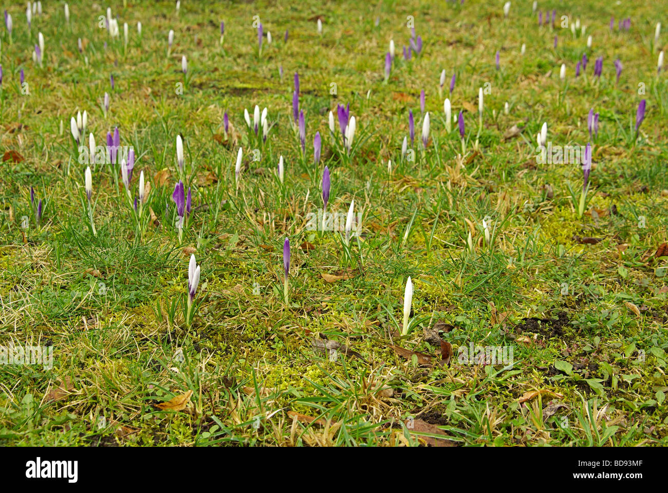 Crocus krokus flower hi-res stock photography and images - Alamy