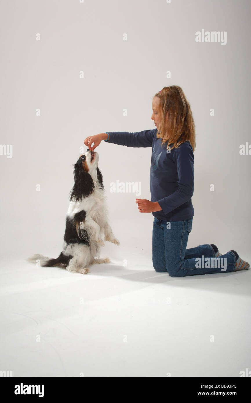 Girl with Cavalier King Charles Spaniel tricolour training trick with ...