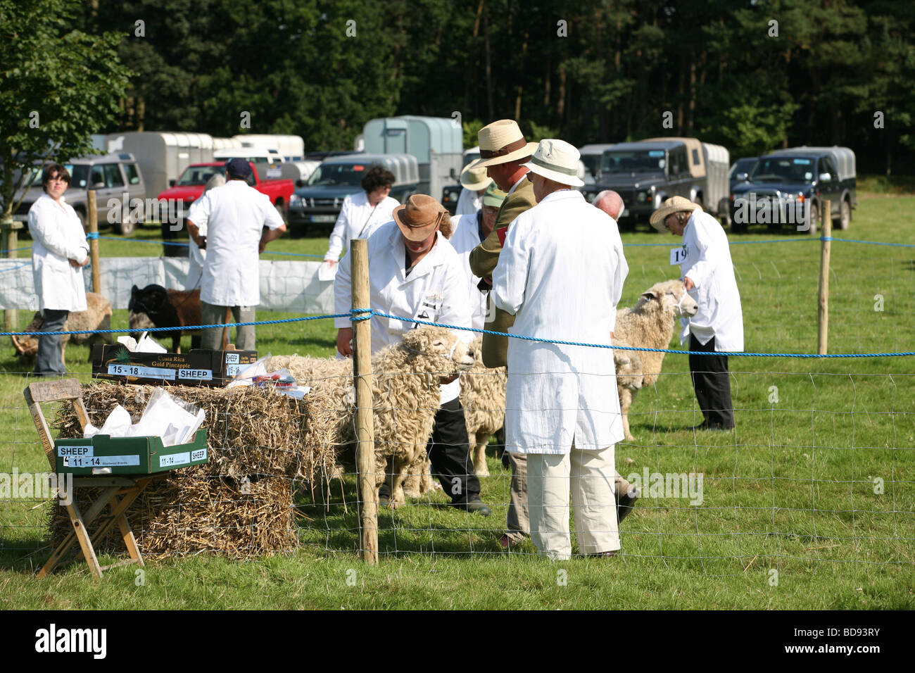 Prize winning sheep hi-res stock photography and images - Alamy