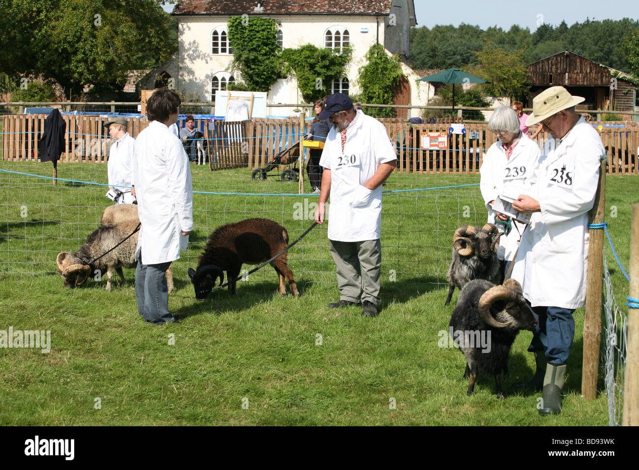 Prize winning sheep at The Ellingham show Stock Photo - Alamy