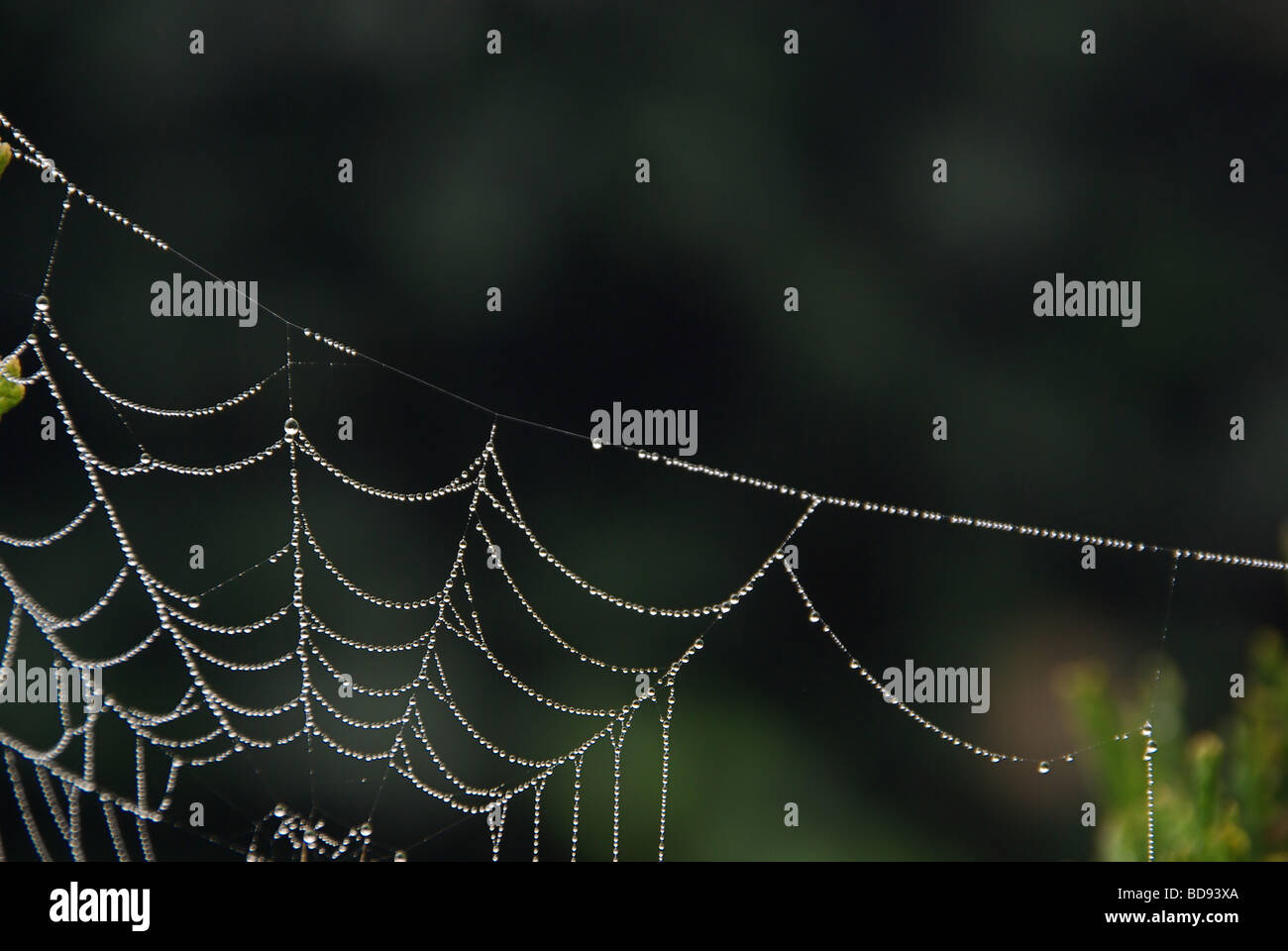 Spinnennetz cobweb 08 Stock Photo - Alamy